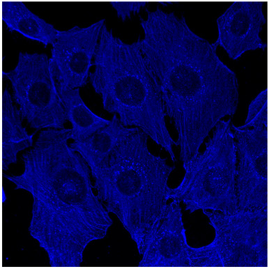 Goat Anti-Mouse IgG Full length (DyLight®405) | STJ140230 | stjohnslabs