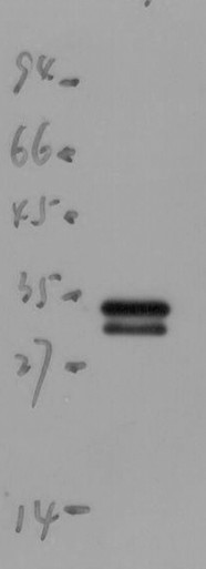 mScarlet antibody | Anti-mScarlet | stjohnslabs