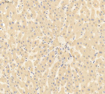 Anti-Transferrin (Mouse Monoclonal) for IHC & IF | Human