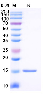 Vibrio cholerae ctxB/Cholera Toxin Subunit B-strain ATCC 39315/El Tor ...