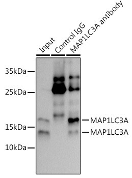 MAP1LC3A antibody | Anti-MAP1LC3A | stjohnslabs