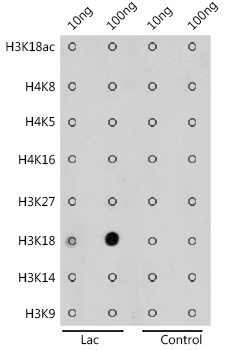 Anti-H3K18la rabbit polyclonal antibody - WB, DB & ELISA