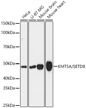 KMT5A antibody | Anti-KMT5A | stjohnslabs