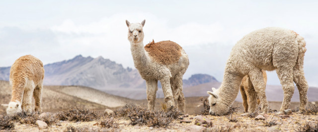 Spirit of the Andes Luxury Peruvian Alpaca and Pima Cotton Clothing