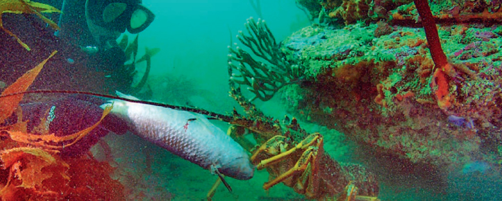 Cray Tales from Tawharanui - Splash NZ