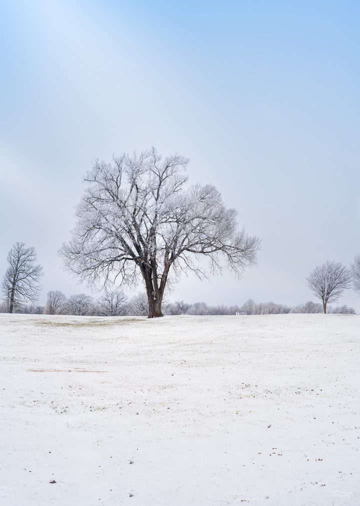Oak Tree In Snow