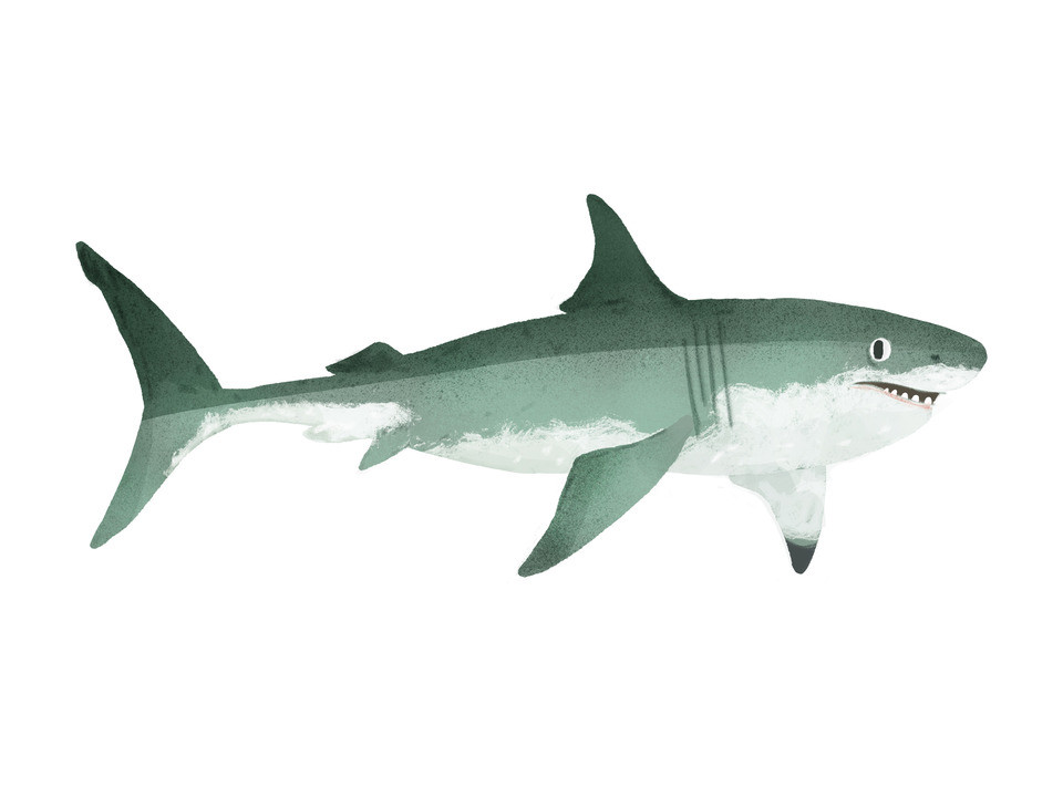 Great White Shark Side View
