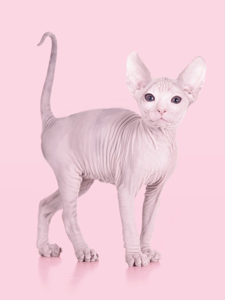 Albino Cat