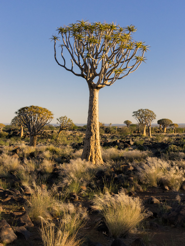 Quiver Tree