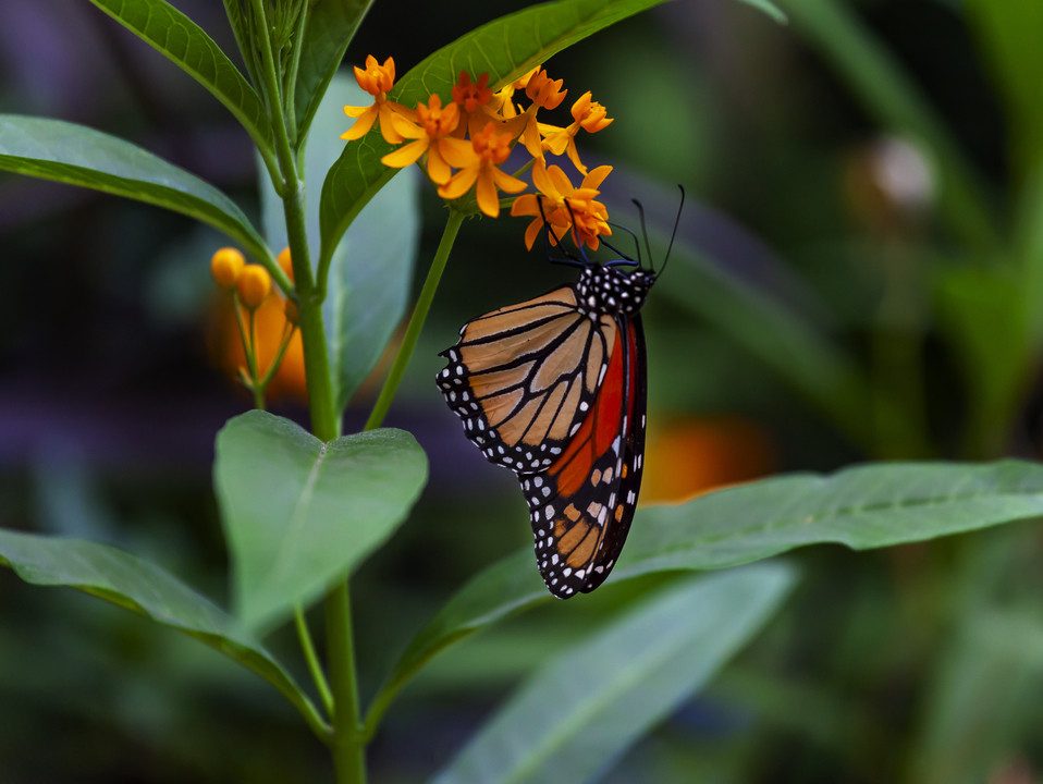 Monarch Butterfly Tiger