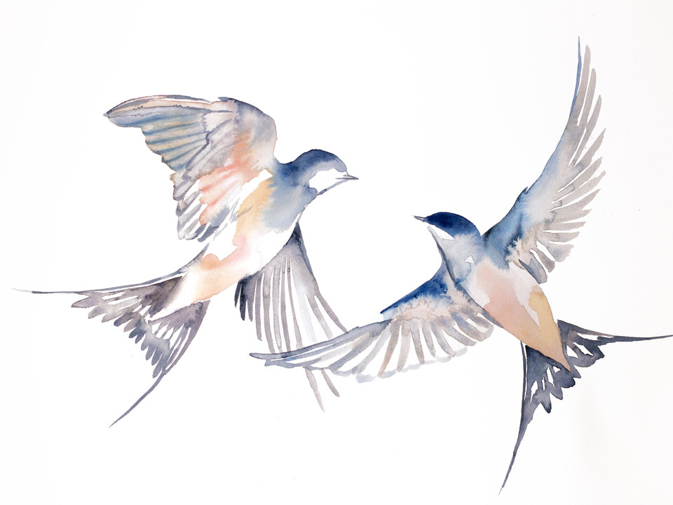 Flying Swallow Drawing