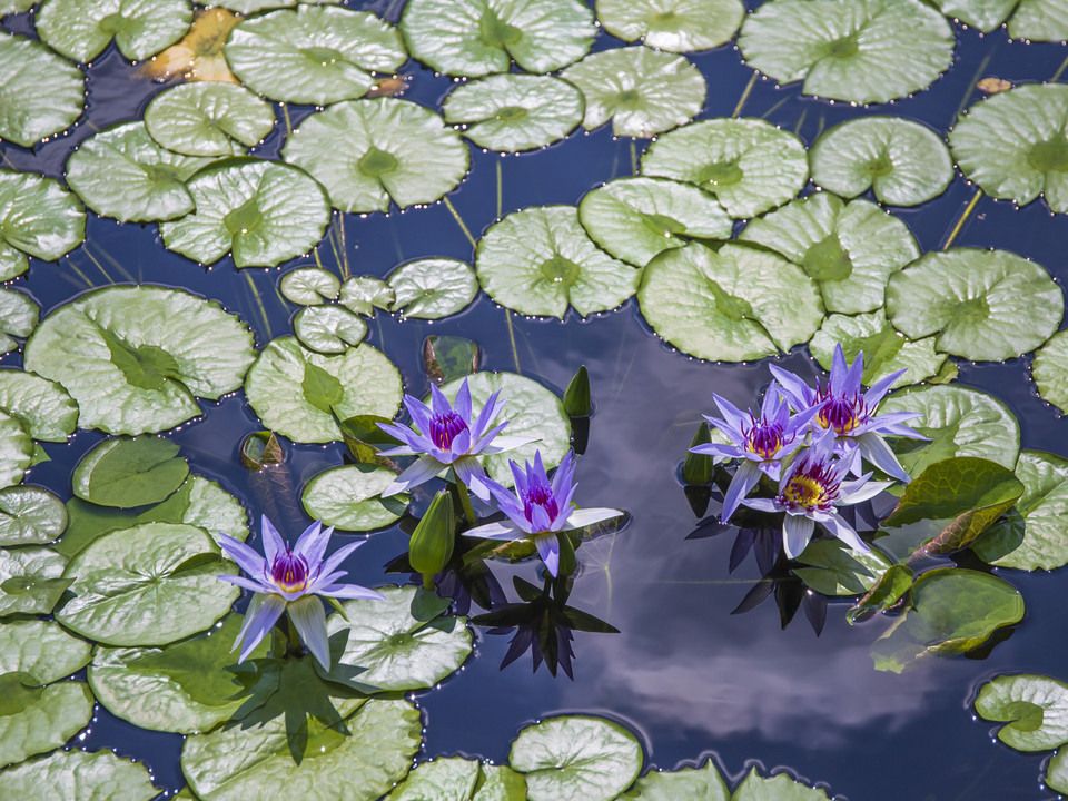 Blue Lotus Flowers