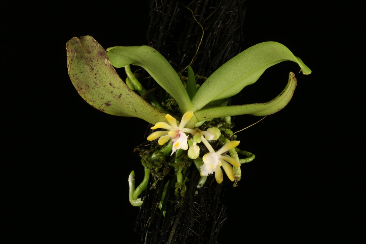 All Orchids - Page 3 - J&L Orchids