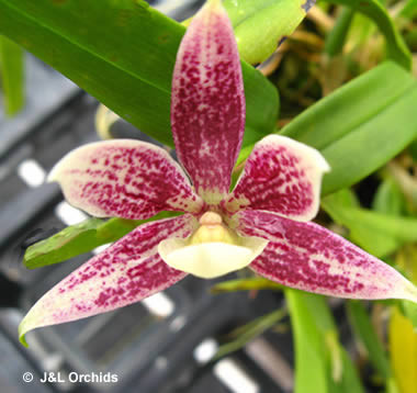 Encyclia radiata - J&L Orchids