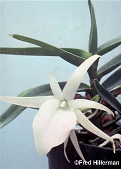 Angraecum distichum - Mounted - J&L Orchids