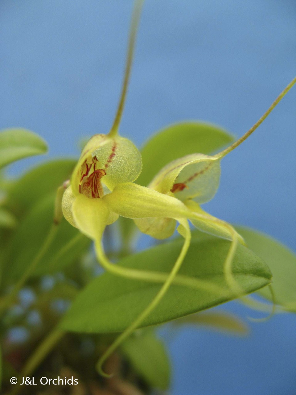 All Orchids - Page 4 - J&L Orchids