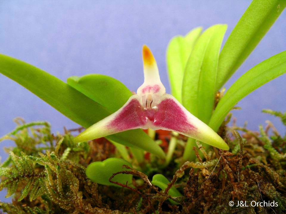 All Orchids - Page 4 - J&L Orchids