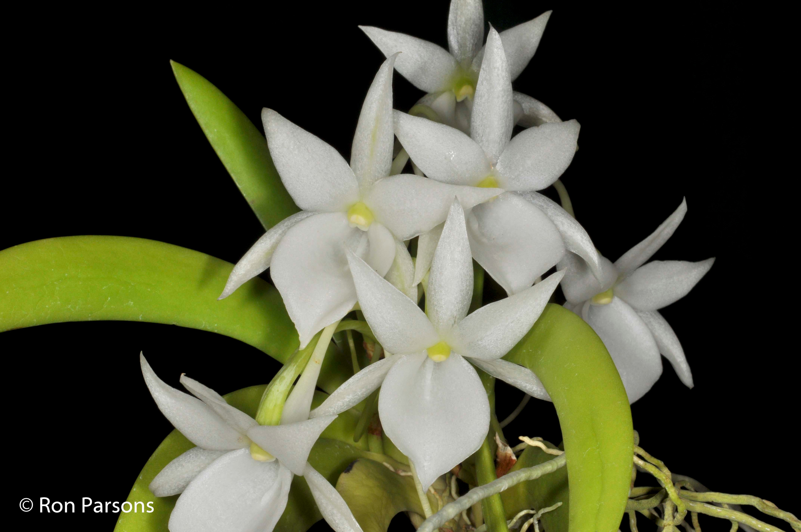 Angraecum magdalenae - J&L Orchids