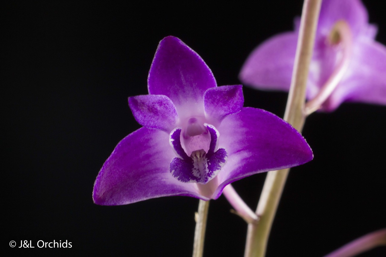 Dendrobium unicum - J&L Orchids