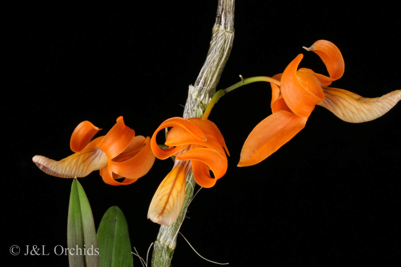 Dendrobium subuliferum - J&L Orchids