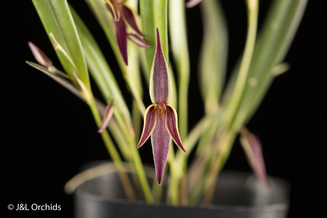 Pleurothallis stricta - J&L Orchids