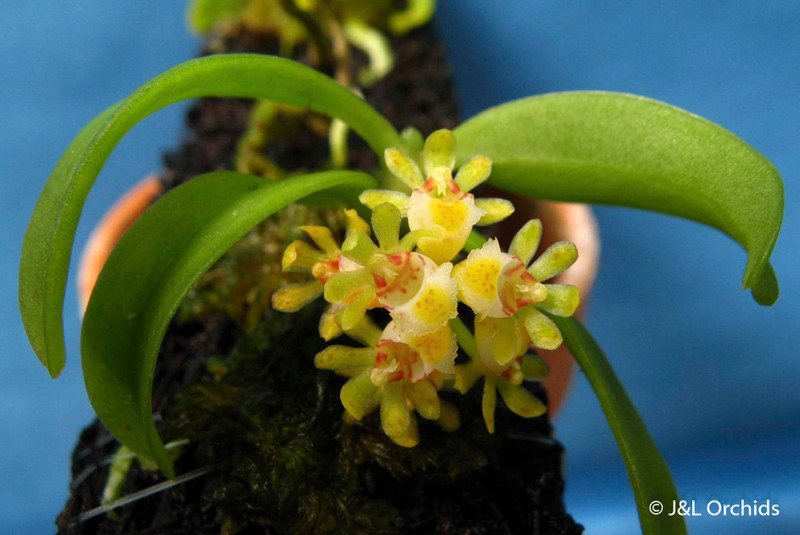 Gastrochilus japonicus - J&L Orchids