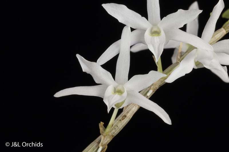 Dendrobium moniliforme - mini - J&L Orchids