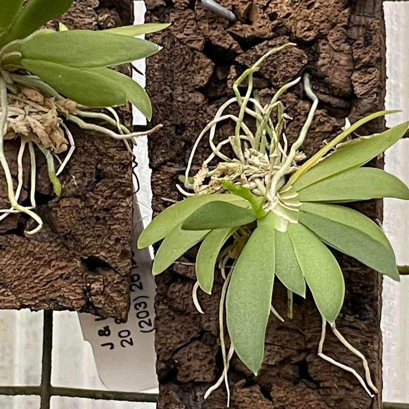 Ornithocephalus patentilobus - J&L Orchids