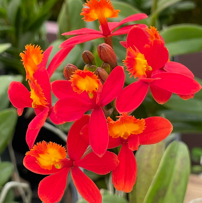 Epidendrum Max Valley - J&L Orchids