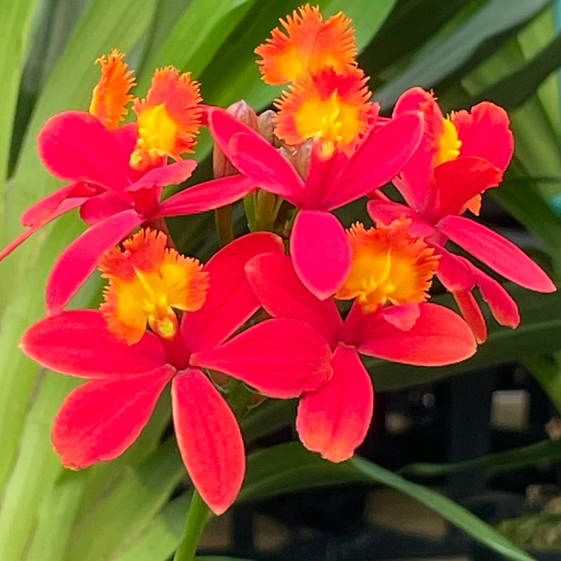 Epidendrum Max Valley - J&L Orchids