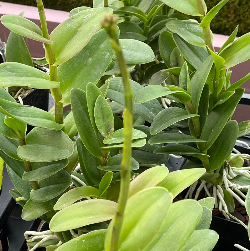 Epidendrum Max Valley - J&L Orchids