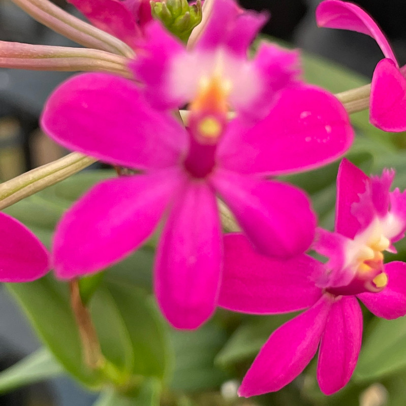 Epidendrum Miracle Valley - J&L Orchids