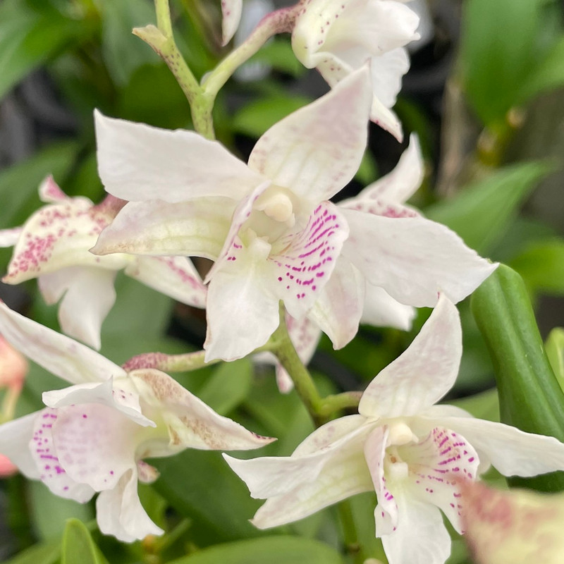 Dendrobium Mikawa Flake (Mini Snowflake x atrov.) - J&L Orchids
