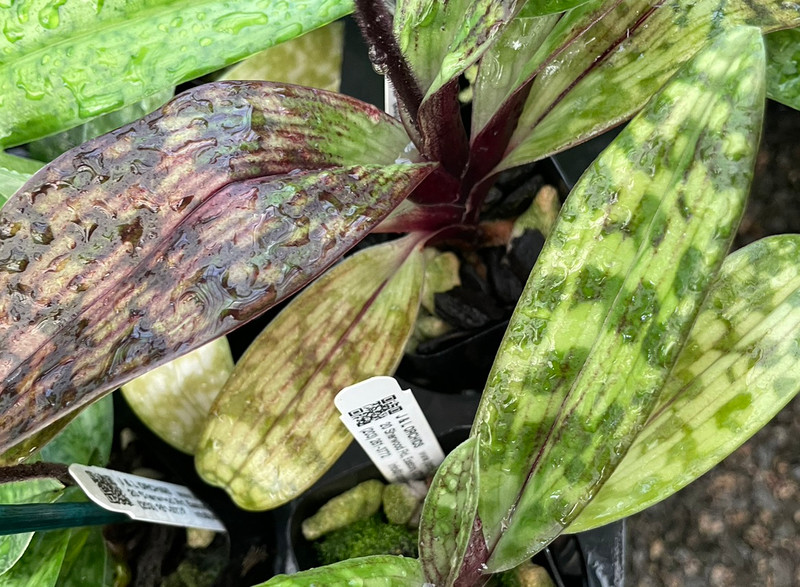 Paphiopedilum Lorraine's Pride, BS - J&L Orchids