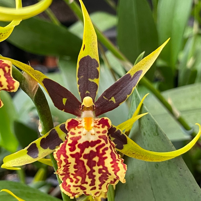 Bnfd. Gilded Tower 'Mystic Maze', Nice plants in spike and tight bud ...