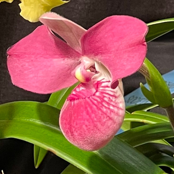 Phragmipedium Eumelia Arias (kovachii x schlimii) BS - J&L Orchids