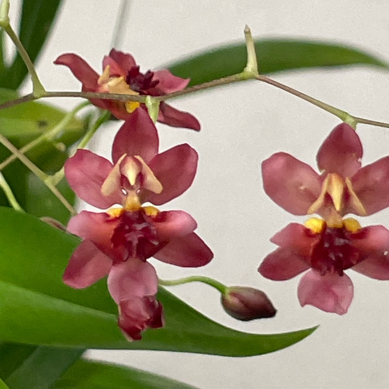 Oncidium Twinkle 'Pink Profussion' - J&L Orchids