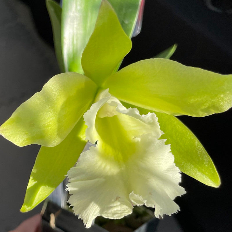 Prosrhyncholeya Muscat Smile 'Green Mountain', BS - J&L Orchids