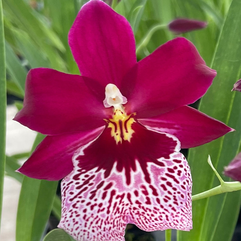 Oncidopsis Onolicious , BS - J&L Orchids