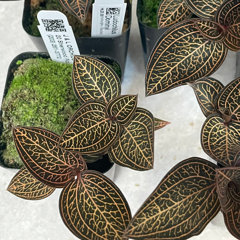 Ludochilus Dominyi (Jewel Orchid) - J&L Orchids