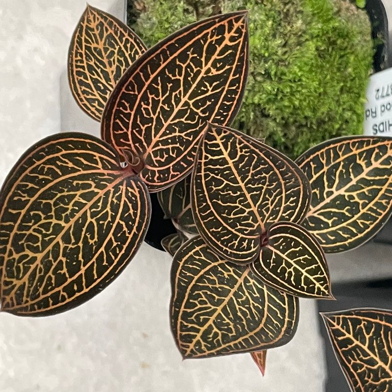 Ludochilus Dominyi (Jewel Orchid) - J&L Orchids