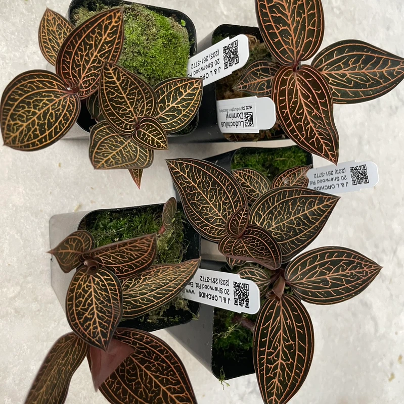 Ludochilus Dominyi (Jewel Orchid) - J&L Orchids