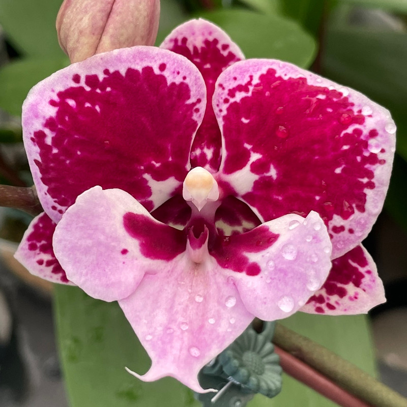 Phalaenopsis Lioulin Hot Lip 'A10459' - J&L Orchids