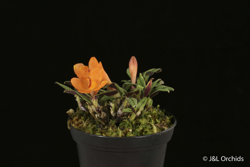 Dendrobium cuthbertsonii - orange or red - Select Breeding - Mounted ...