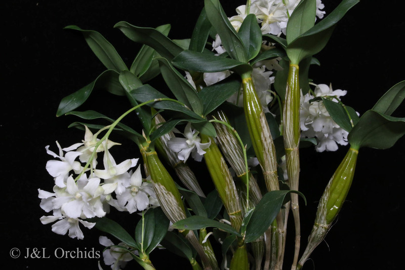 Dendrobium Mini Snowflake - J&L Orchids