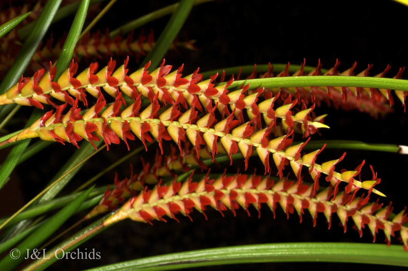 Dendrochilum wenzelii - J&L Orchids