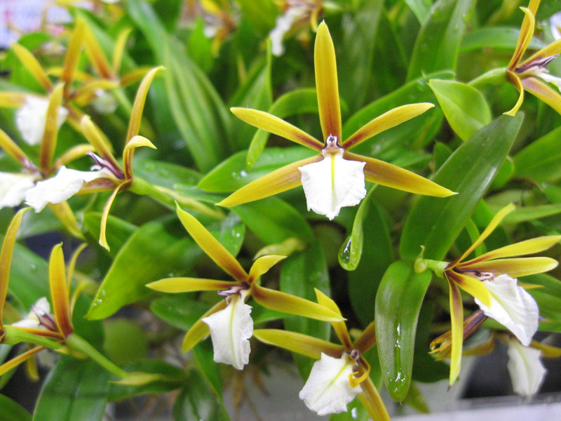 Encyclia polybulbon, BS - J&L Orchids