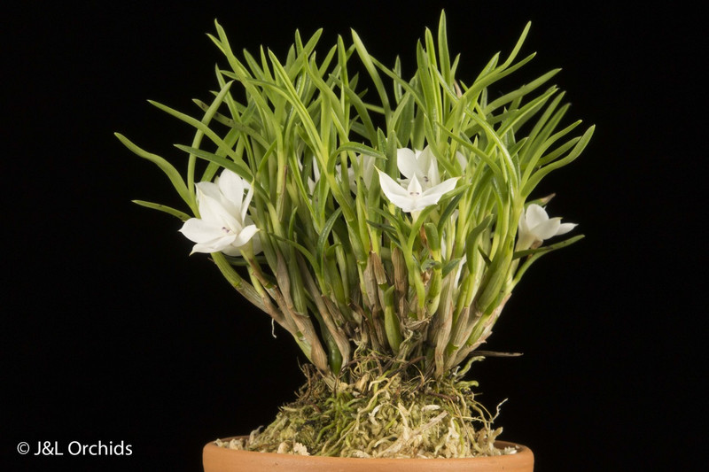 Dendrobium subuliferum - J&L Orchids
