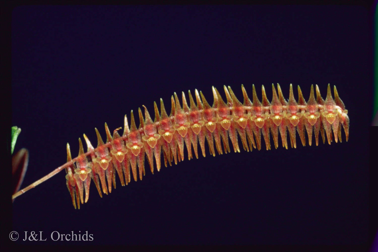 Lepanthopsis acuminata - J&L Orchids