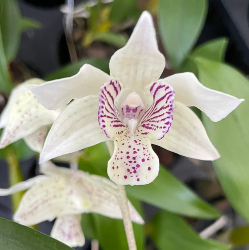 Dendrobium Royal Chip (Den. Micro Chip x Den. Roy Tokunaga) In Flower ...